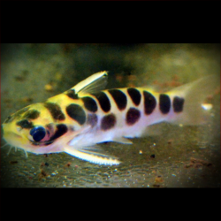 fishywiki