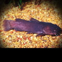 fishywiki