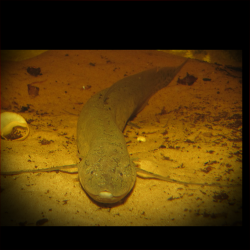 fishywiki