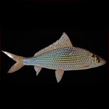 fishywiki