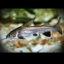 fishywiki