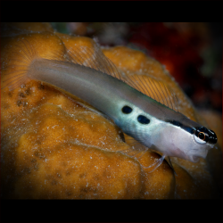 fishywiki